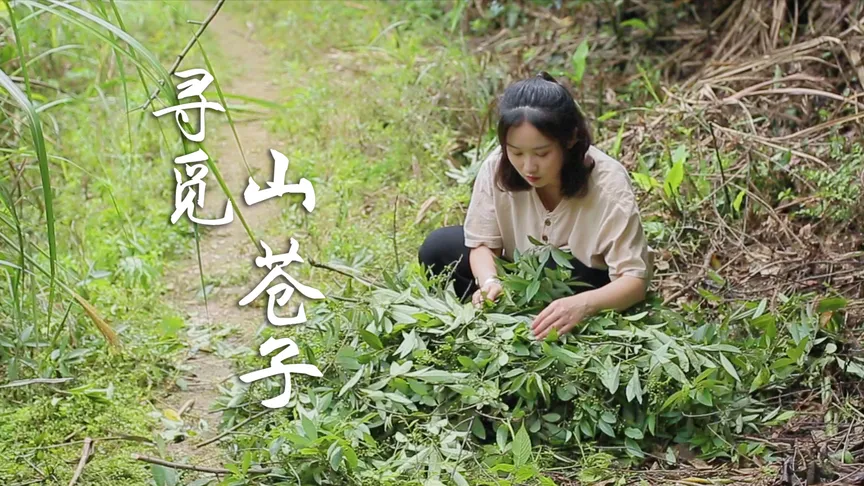 农村野生山苍子熟了,摘回去给奶奶做枕头,祛风散寒睡眠好
