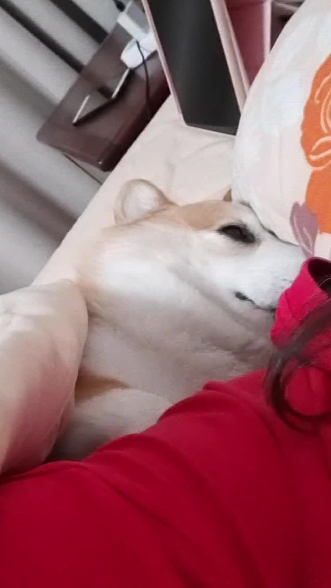 ...给它一个老破小的家,吃着简单自己种的歪瓜裂枣蔬菜加狗粮。用旧...