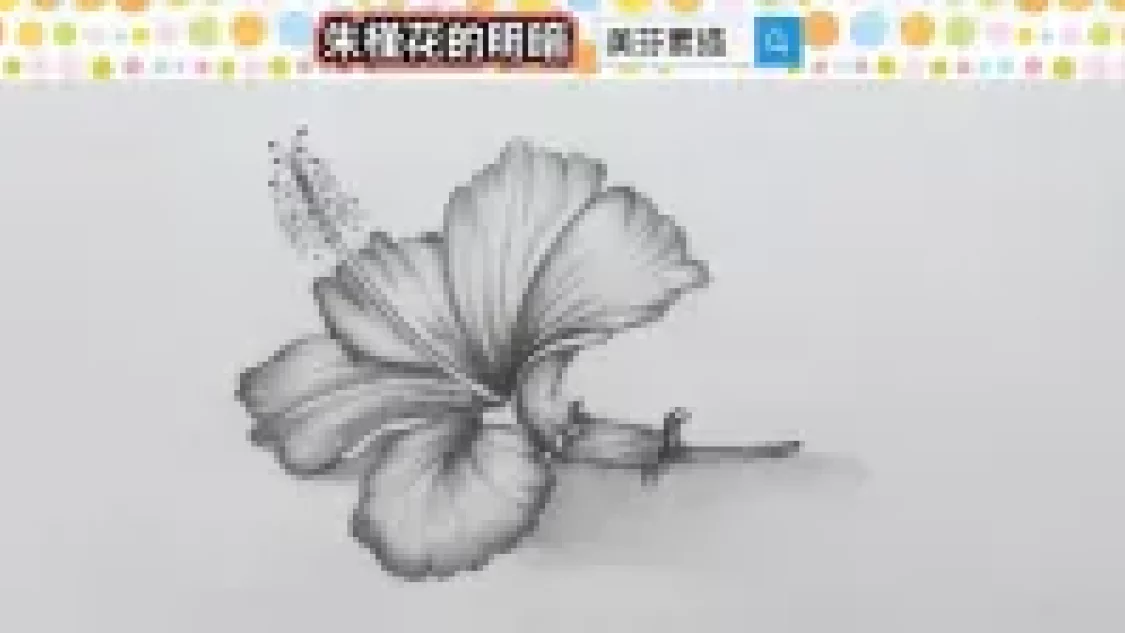 素描植物的画法教程,教你画一朵漂亮的扶桑朱槿花素描画!