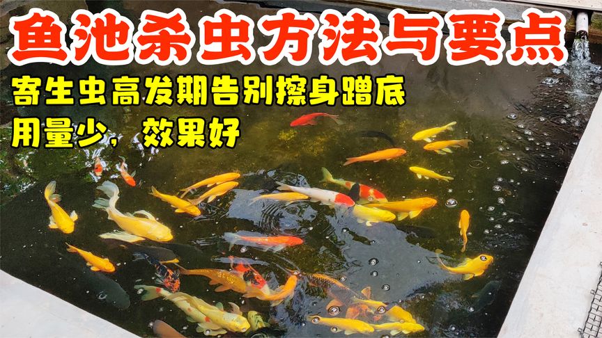 鱼池杀虫方法与要点分享,用量少,效果好,轻松告别擦身蹭底现象