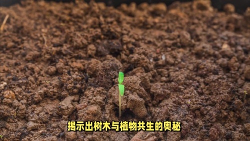 树根种植技术:改善土壤结构,促进植物生长的生态修复新方案