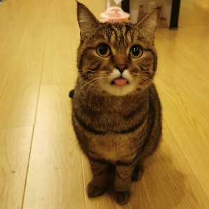 蒙林焱 
