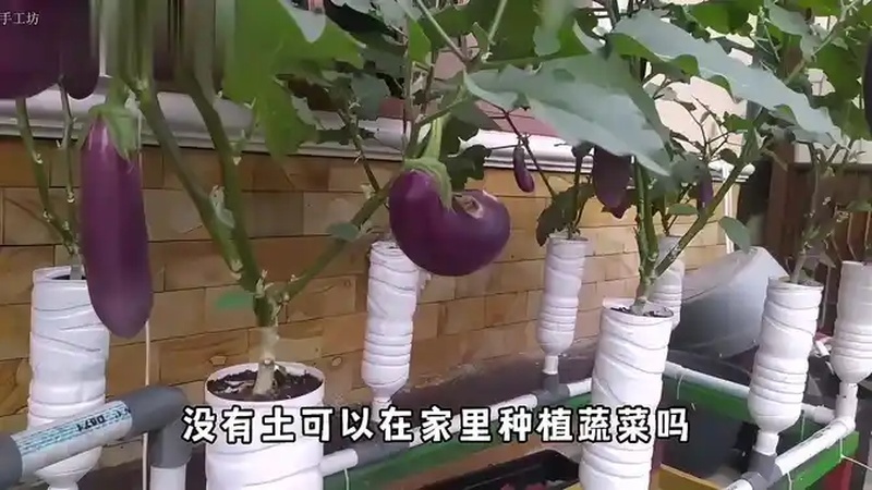 无土栽培秘籍,家中种出绿色美味