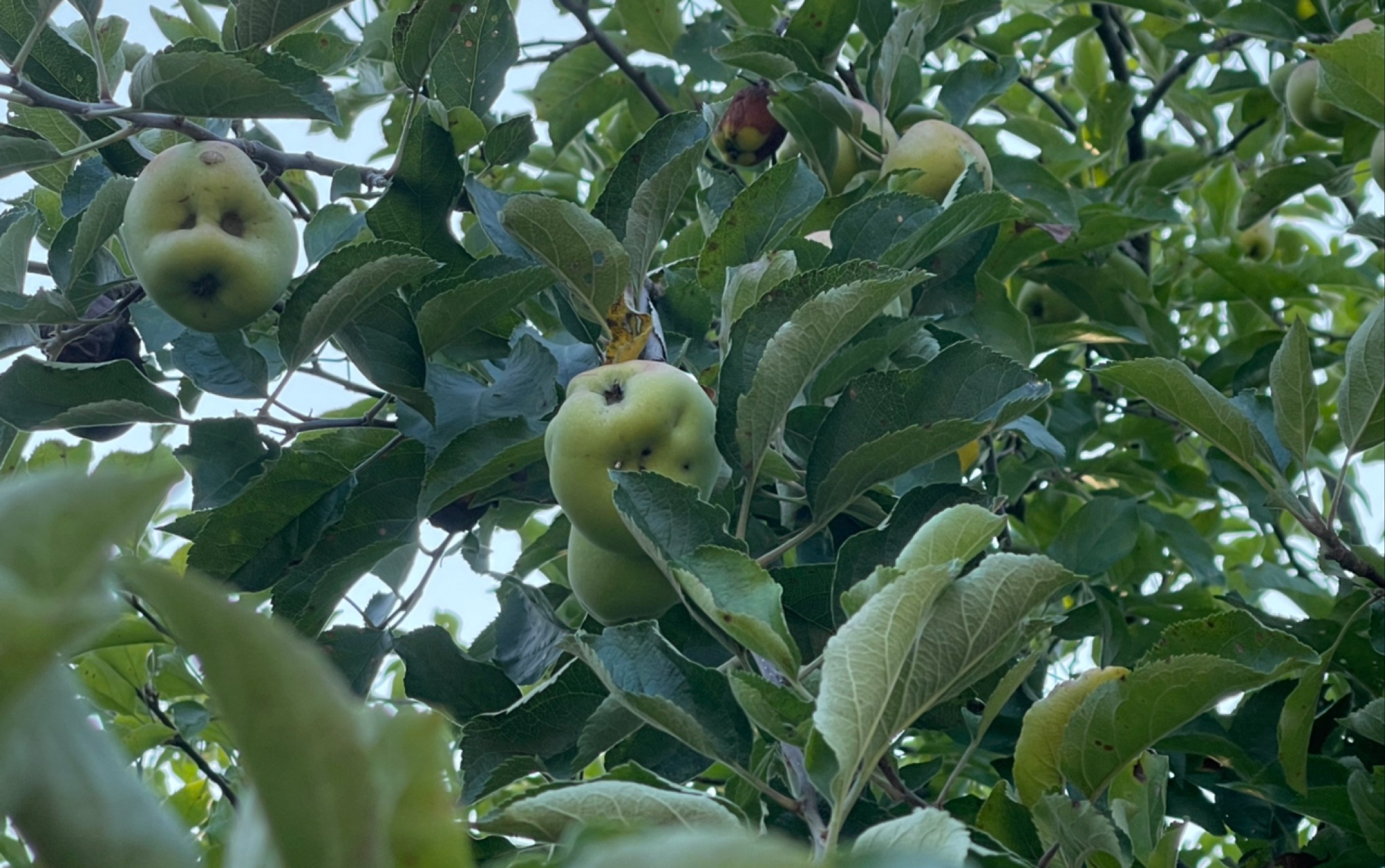 原神 神樱大祓 荒海 开启任务方法