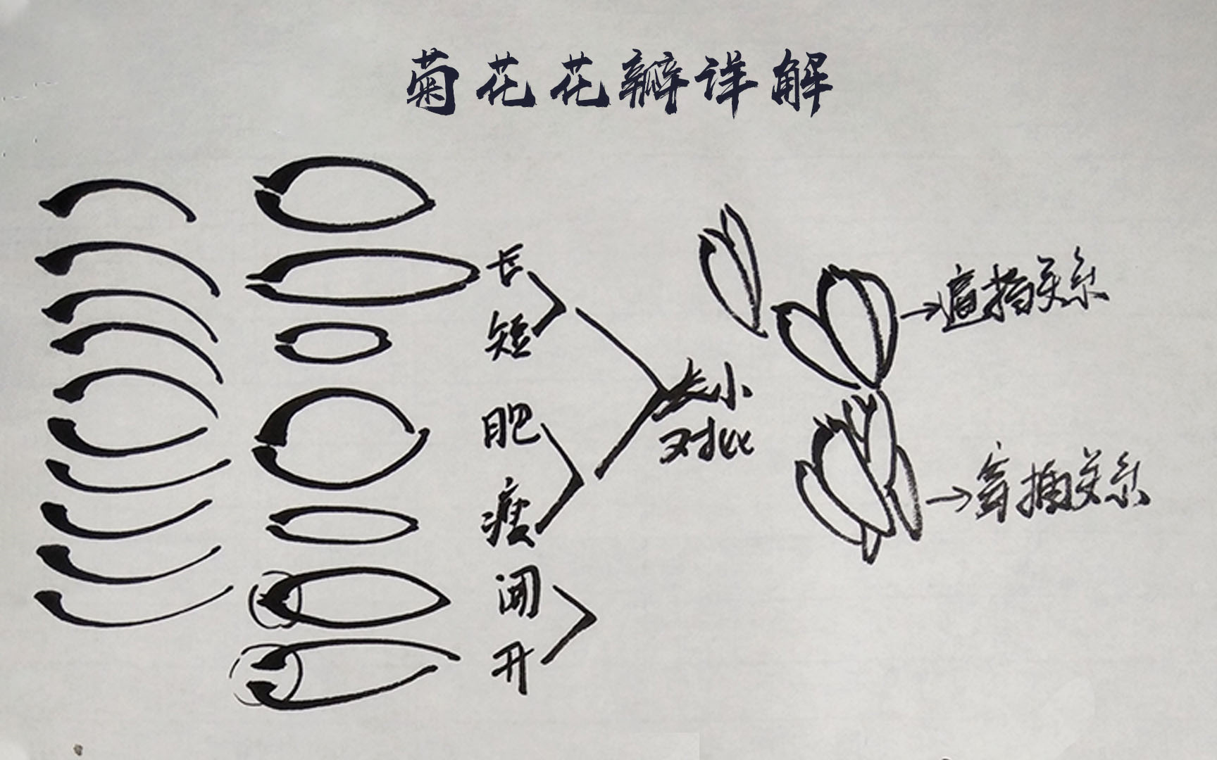 【国画精讲】国画入门看这里,写意菊花入门级画法详解!
