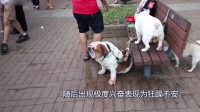 狗狗有这5种表现要多留意!一般是狂犬病的征兆!