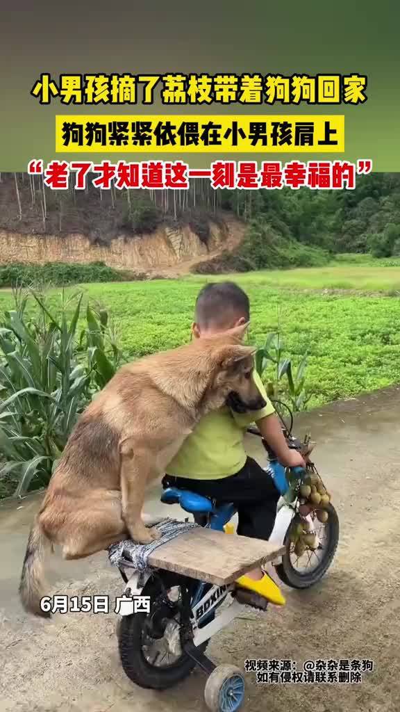 小男孩摘了荔枝,带着狗狗回家,老了才知道这一刻是最幸福的