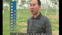 喝桑叶茶竟然还有这么神奇的功效