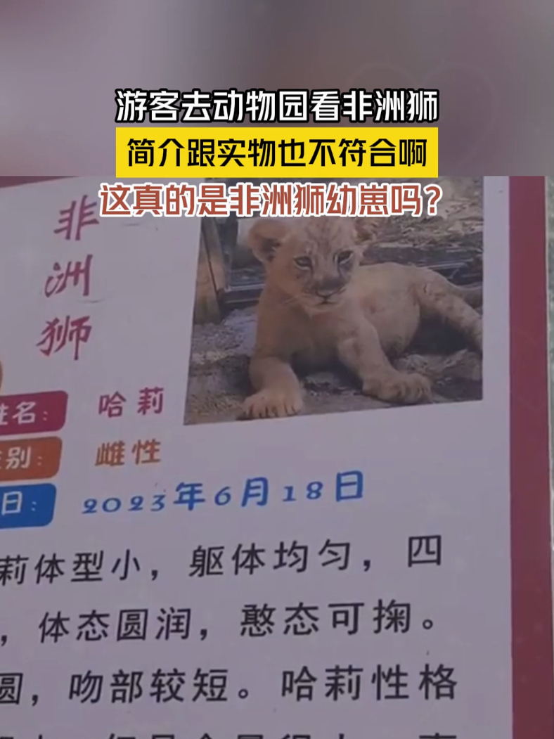 游客去动物园看非洲狮,简介跟实物也不符合啊