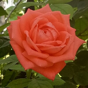 梦幻洗菜手 