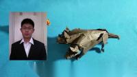 折纸地狱三头犬视频教程24 8图68 75折纸王子教你折纸神谷哲史作品...