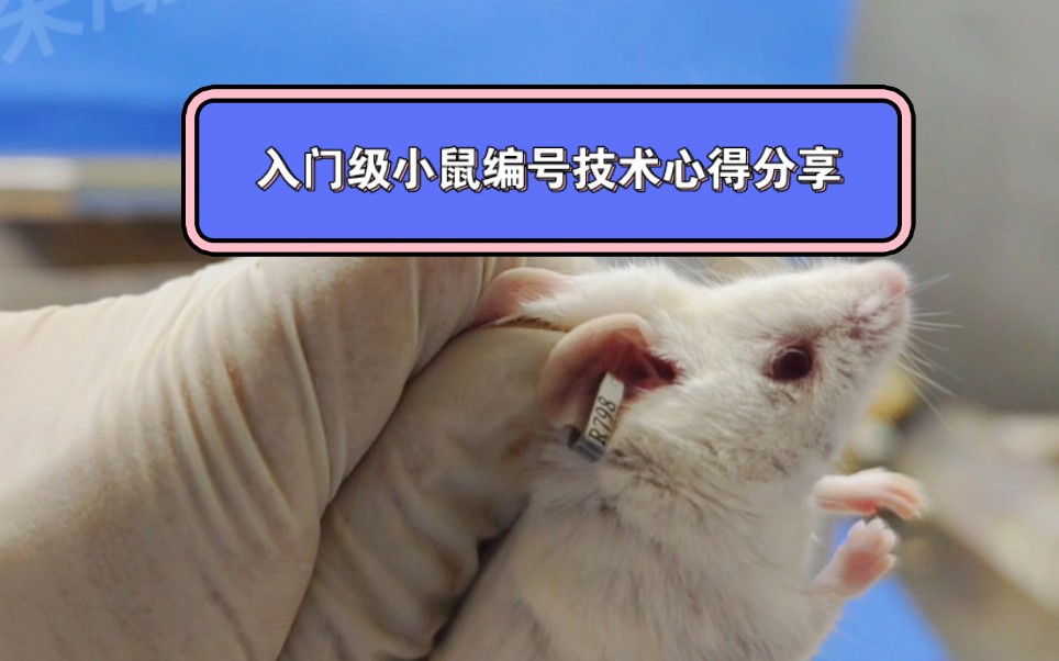 入门级的实验小鼠两种编号方法心得分享~