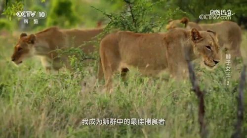 雌狮单独狩猎斑马,双方展开激烈的追逐,最终还是没能逃过死亡的命运