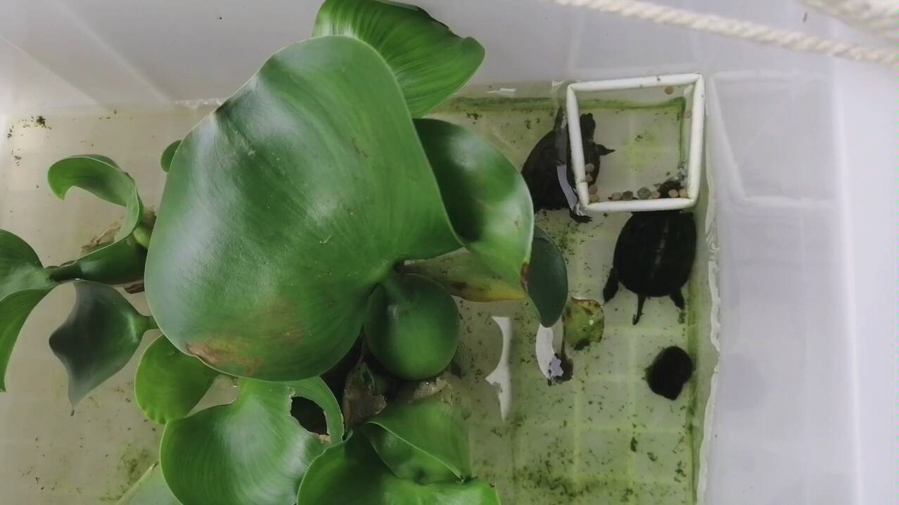 草龟～龟箱里面总是长一些绿色的东西,应该怎么去除呢?