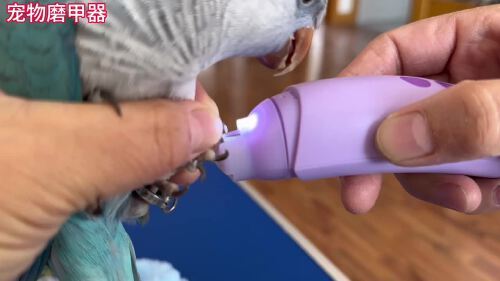 团团以后磨指甲可以摆脱指甲剪了用这个宠物磨甲器磨的真是快