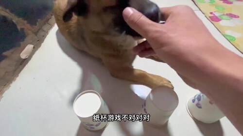 和狗子玩纸杯推理游戏,快去和你家狗狗互动吧?