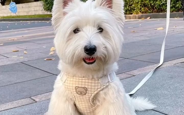 狗狗牵引绳小型犬INS爆款可爱小熊狗绳宠物泰迪比熊外出胸背带