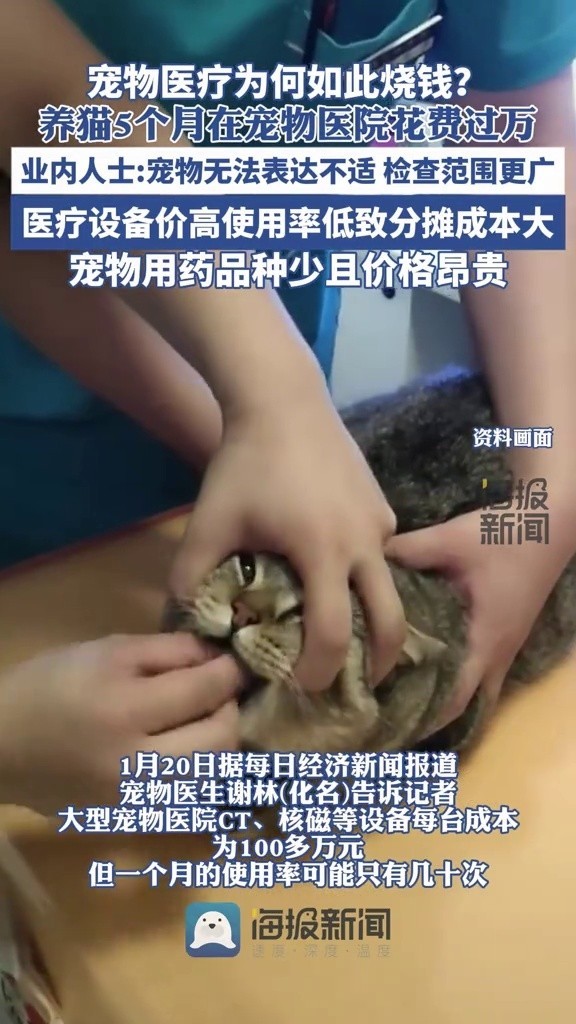 宠物医疗为何如此烧钱? 养猫5个月在宠物医院花费过万,业内人士宠物...