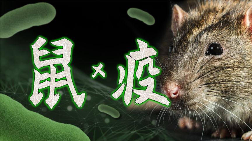 鼠疫为何成为全球历史上死亡人数最多的传染病?