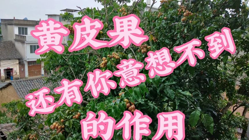 黄皮果除了可以食用,还有你意想不到的作用