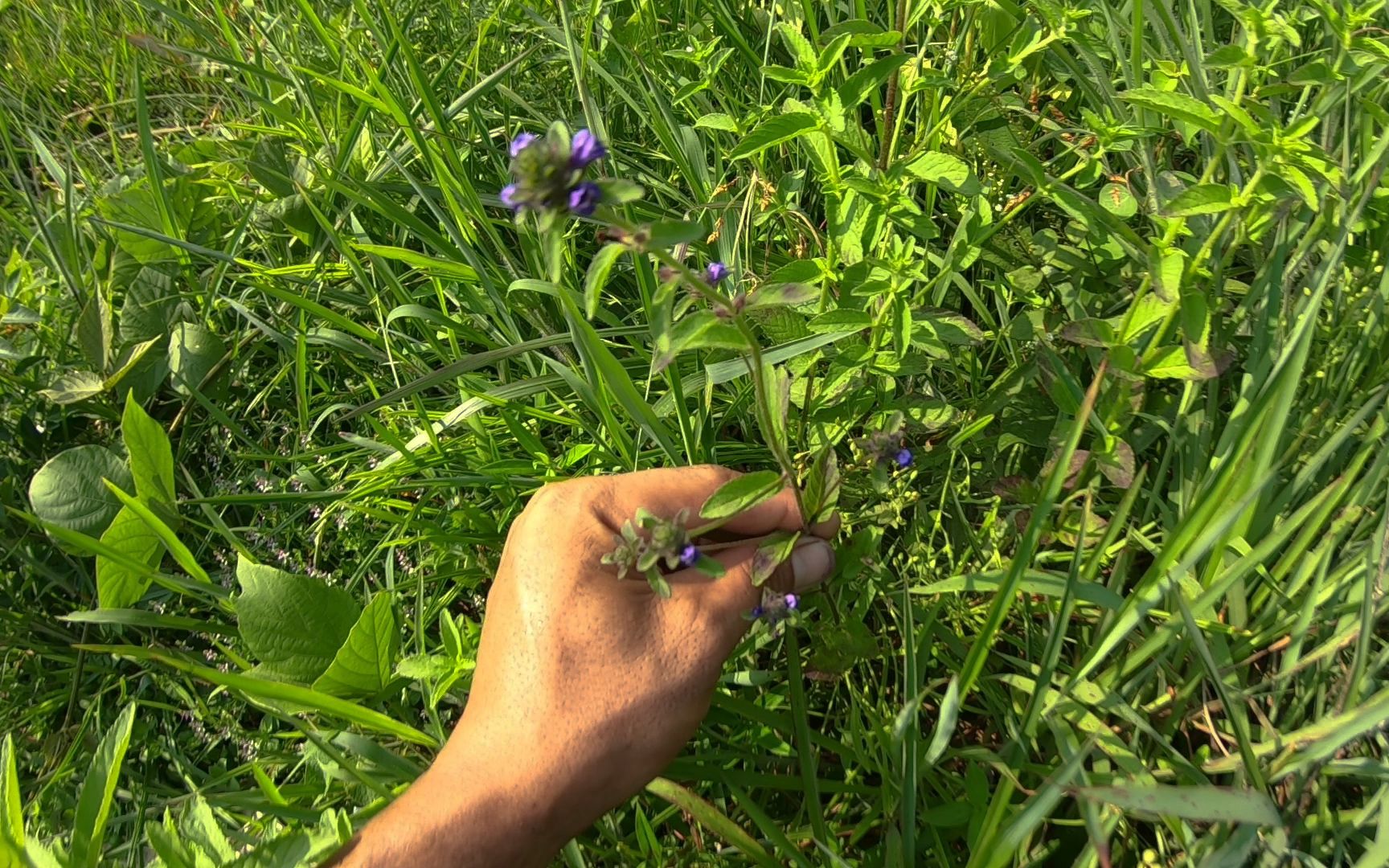 农村这种常见草药,人称本地夏枯草,村里老人都说很好用