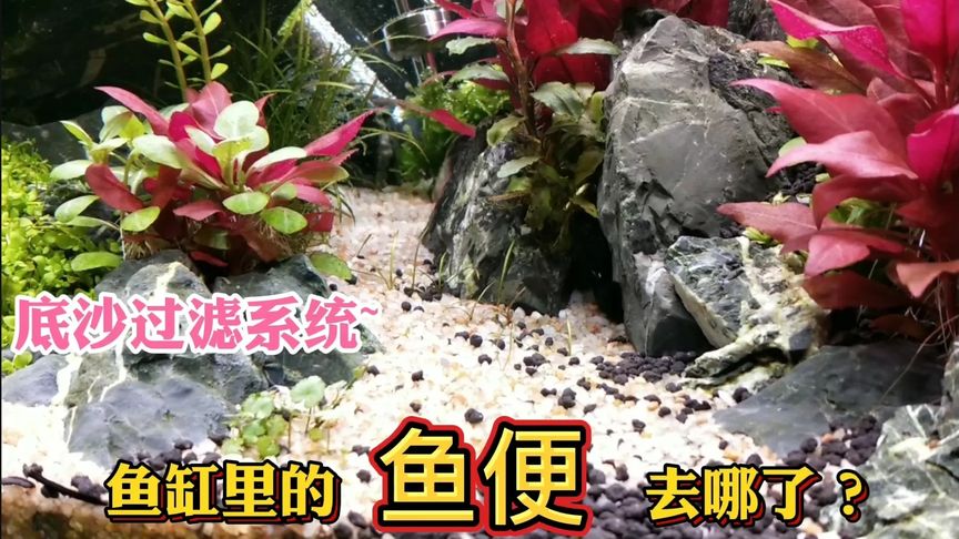 不需要洗滤棉和清理鱼便的过滤!底沙过滤系统的强大,模拟大自然