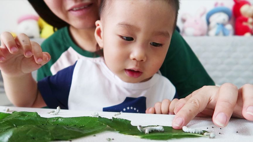 爸爸网上买10只蚕宝宝,儿子第一次看见,恨不得一口一口喂它饭吃