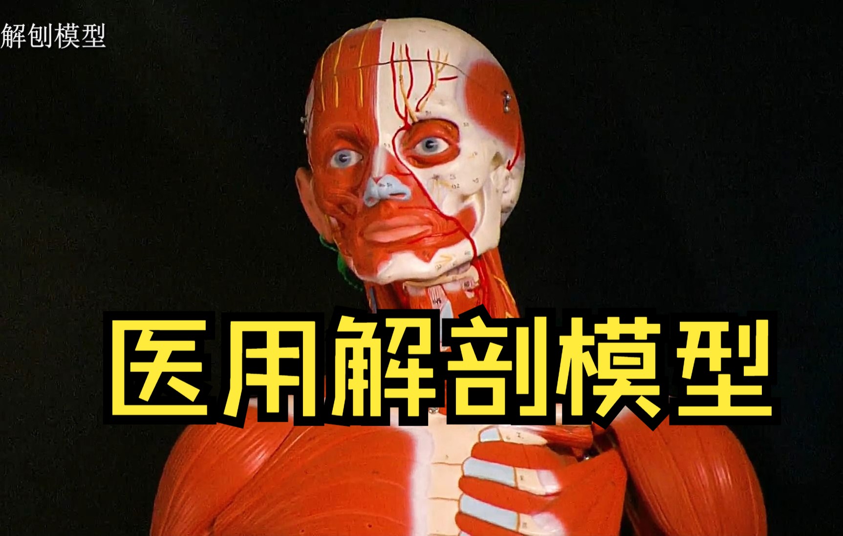 一分钟带你了解医用的解剖模型究竟是如何诞生的