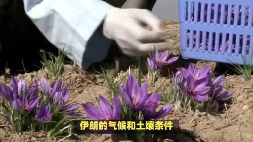 最好的藏红花产地在哪里?分享藏红花的用法和禁忌