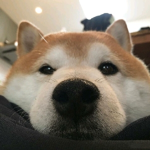 威列王九八年 