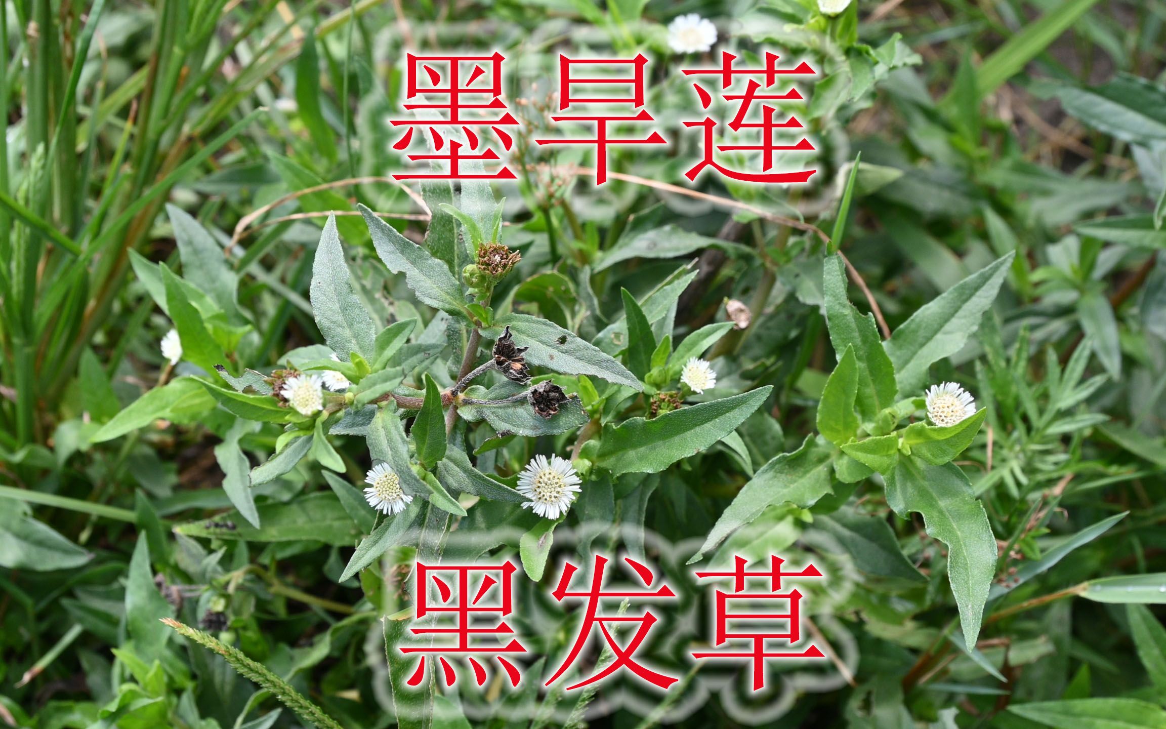 农村当野菜吃的墨旱莲,本地人称为“黑发草”,遇见认识吗?