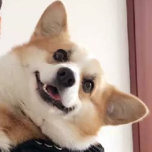 穿越旳稀饭 