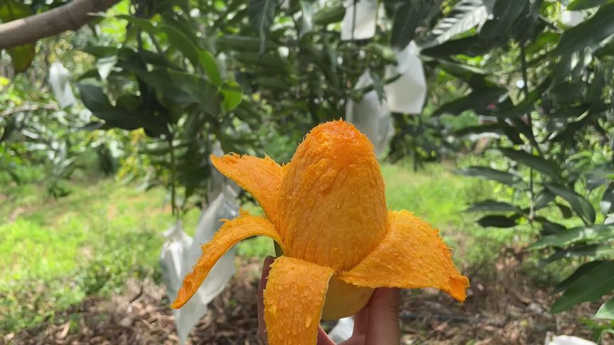 芒果长在芒果树上#我的乡村生活