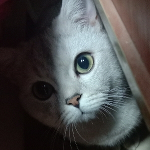 圆桌骑士让 