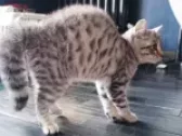 你家猫咪做出这些姿势代表什么? 相信没几个人能读懂