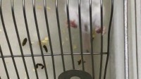 笼子里小鼠