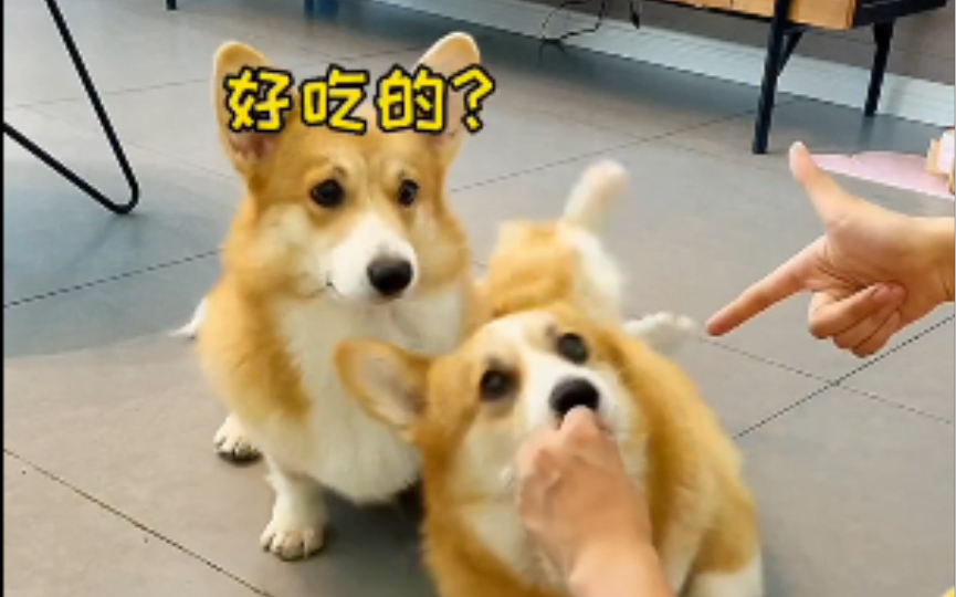 论小狗狗的模仿能力有多强?