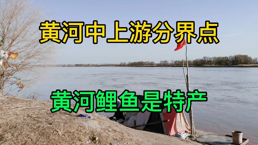 黄河中上游与中下游分界点终于被找到,捞到黄河鲤鱼,大饱眼福