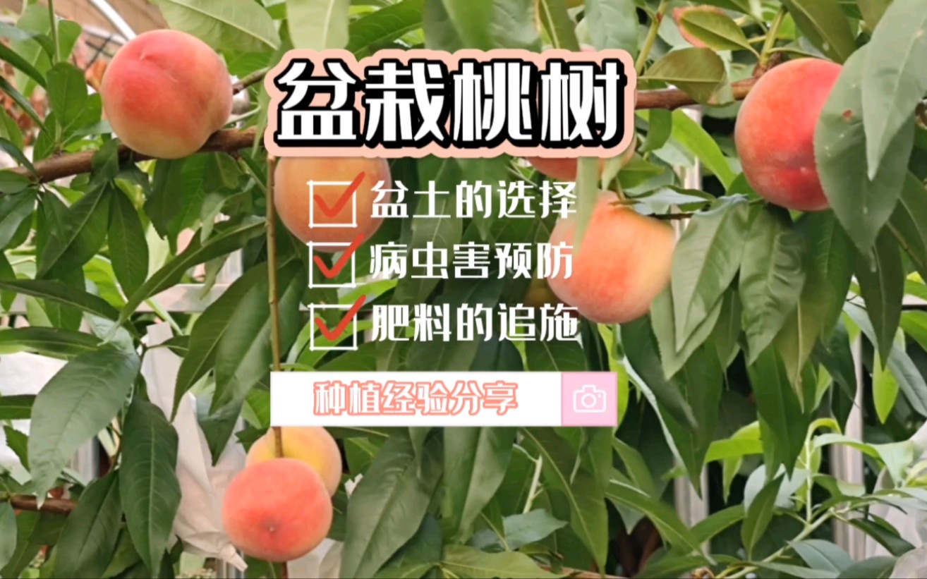 盆栽桃树一年就大丰收,养护经验和大家分享