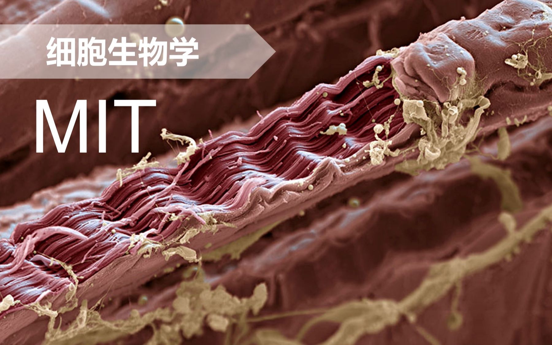 【细胞】细胞生物学 Part 3 - 细胞骨架与细胞周期