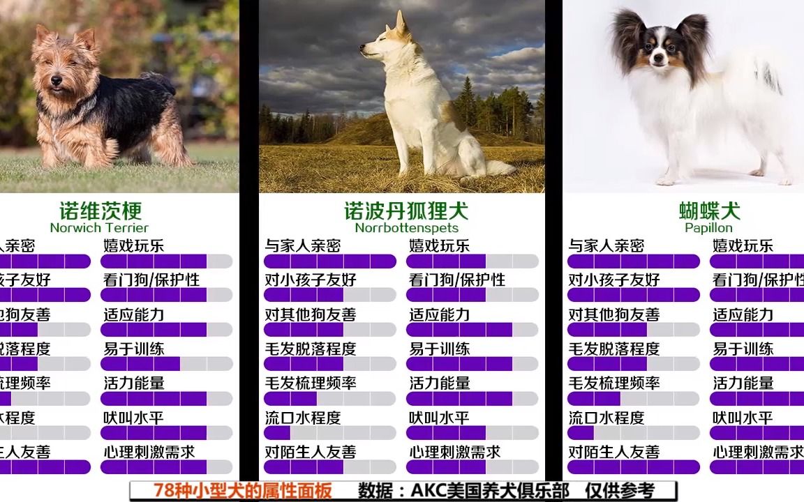 【小型狗品种大全】属性面板介绍(共78种)