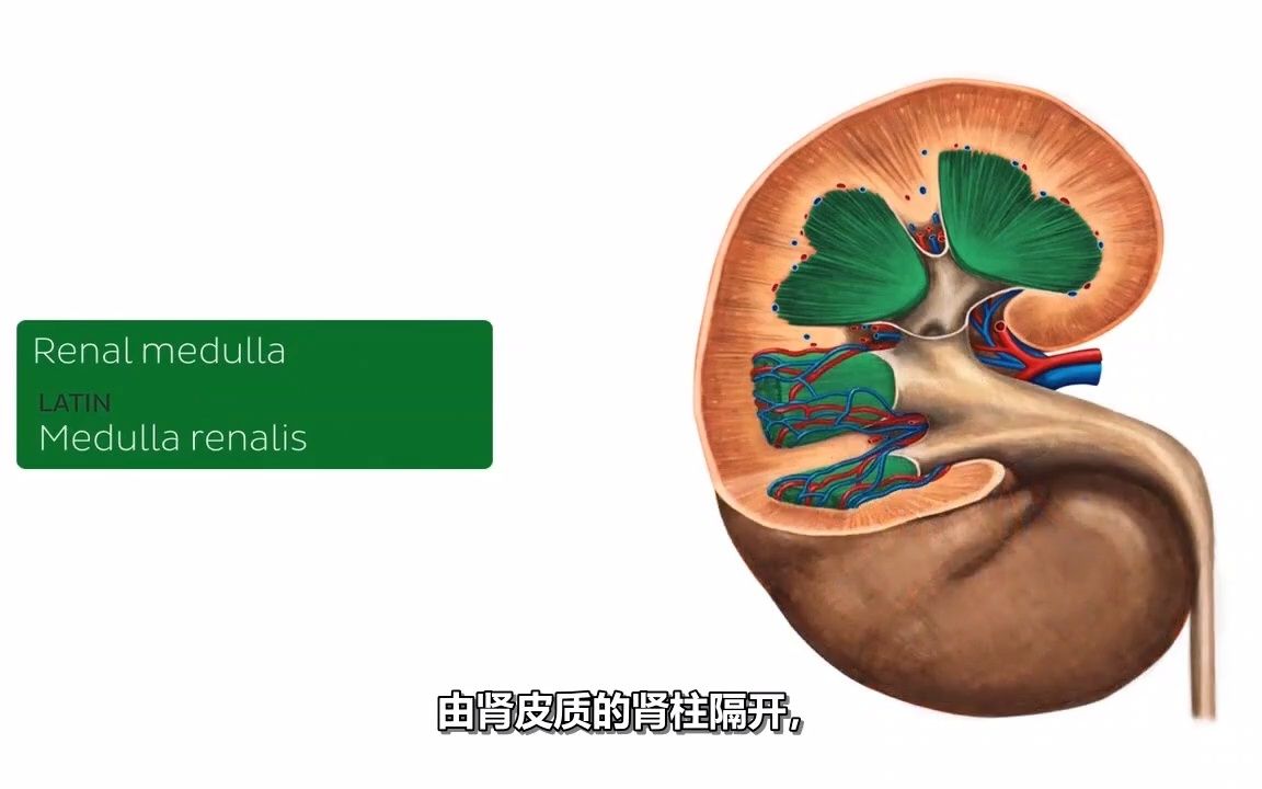 肾皮质结构和功能-人体解剖学