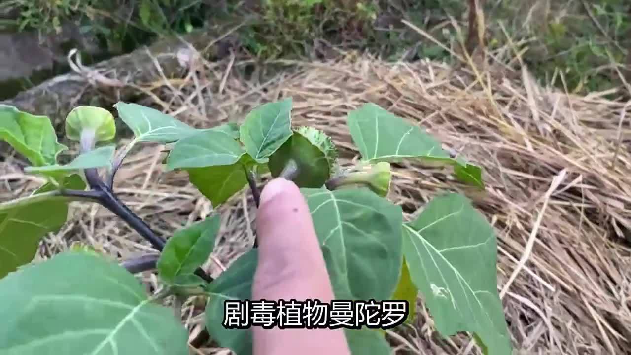 剧毒植物曼陀罗,一粒种子足以毒死一头牛,遇见了可要小心了