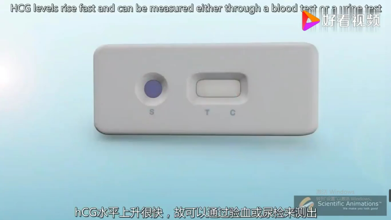 抗人绒毛促性腺激素单克隆抗体(俗称早早孕)应用原理
