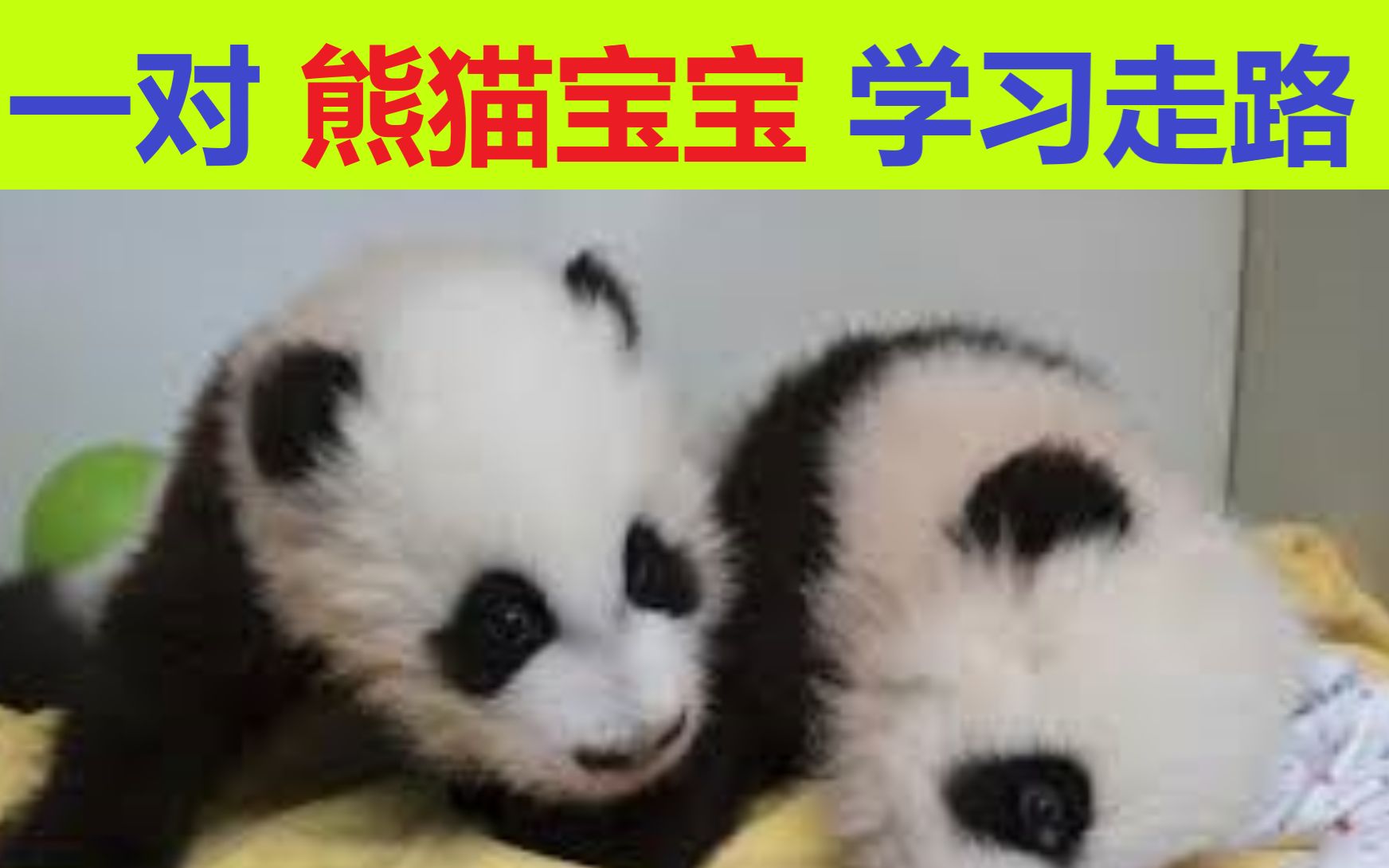 外国人看熊猫宝宝走路,网友说“我爱你”"宝宝太可爱了,太萌了“。...