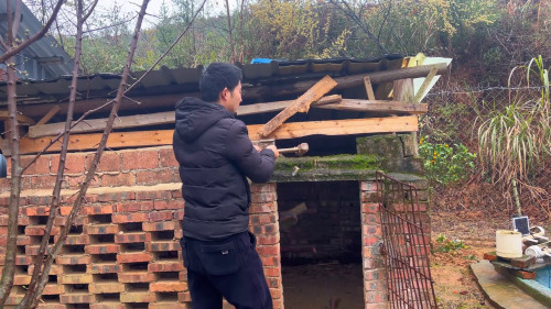 花2600买了2条看门狗,以后用来繁殖,600元一条贵吗