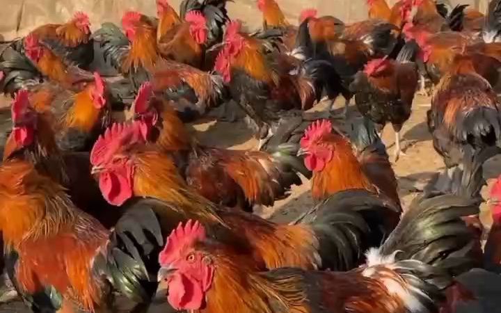 鸡吃什么鸡冠又大又红 鸡冠长不大不红怎么办 鸡冠怎样喂又红又大 鸡...