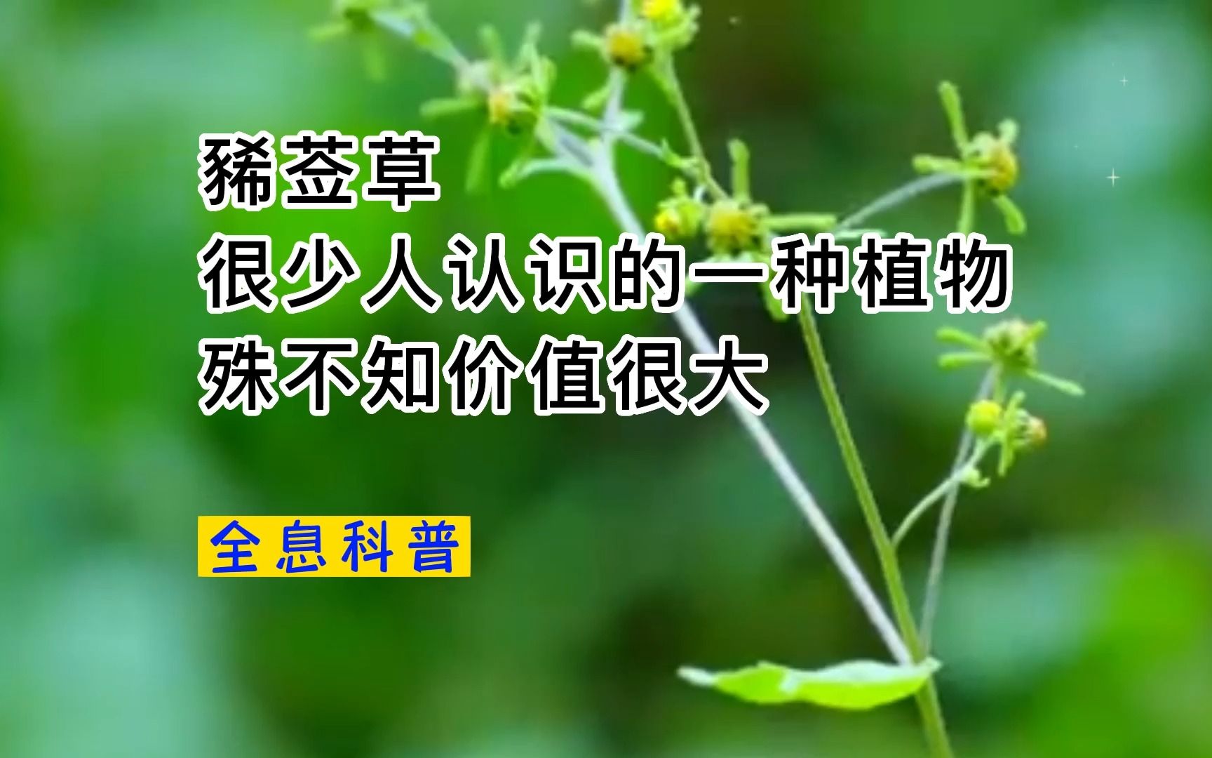 豨莶草:很少人认识的一种植物,殊不知价值很大