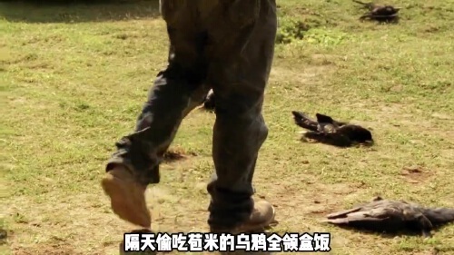 会咬人的稻草人怕不怕