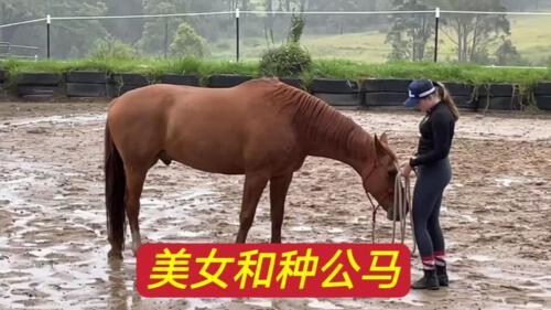 美女家的种公马好厉害,可以同时配两头母马#动物世界 #马